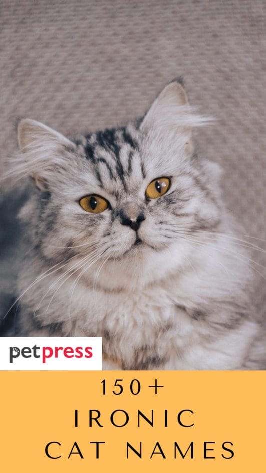 Top 150 Ironic Cat Names for Funky And Adorable Cats