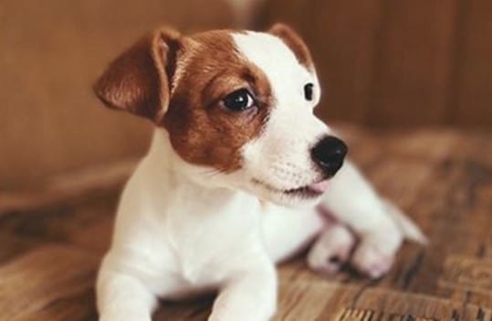 Top 150 Funny Geeky Dog Names - PetPress