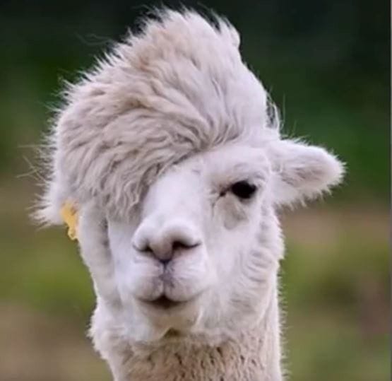 15 Ideas For Hairstyles From Llamas And Alpacas - PetPress