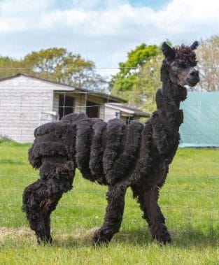 15 Ideas For Hairstyles From Llamas And Alpacas - Page 2 of 3 - PetPress