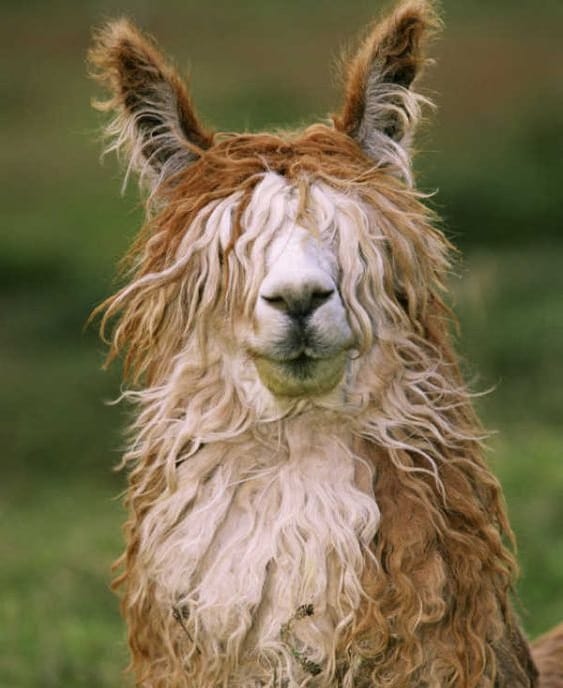 15 Ideas For Hairstyles From Llamas And Alpacas - PetPress