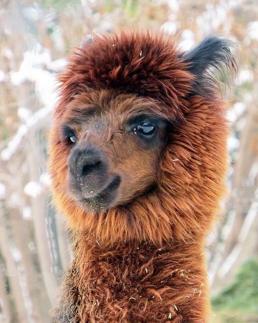 15 Ideas For Hairstyles From Llamas And Alpacas - PetPress