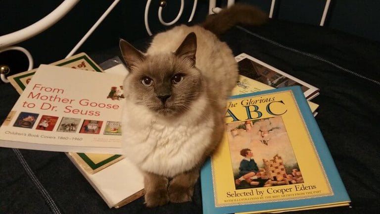 320 Cat Pun Names - Funny Cat Names - PetPress