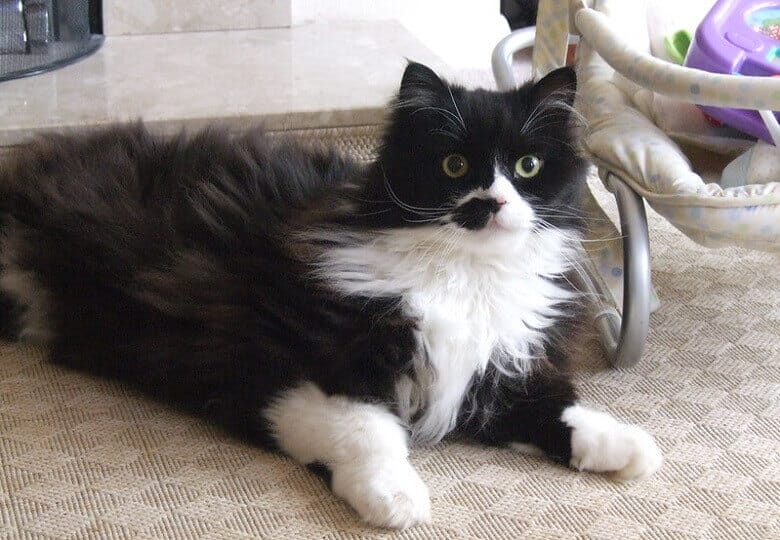 280 Tuxedo Cat Names for Adorable Furry Kitten