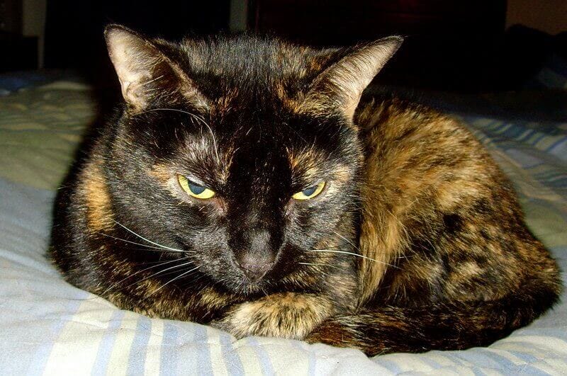 500+ Halloween Themed Cat Names from Spooky to Mysterious