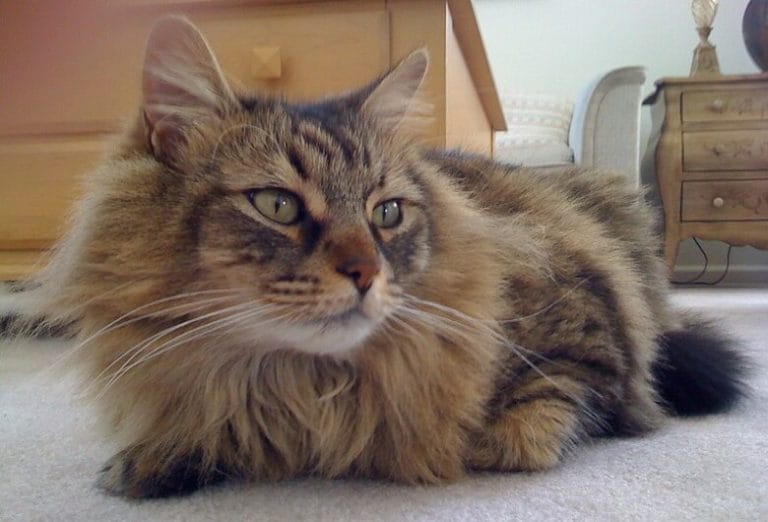 200+ Norwegian Cat Names – Great Names for Your Norwegian Forest Cat