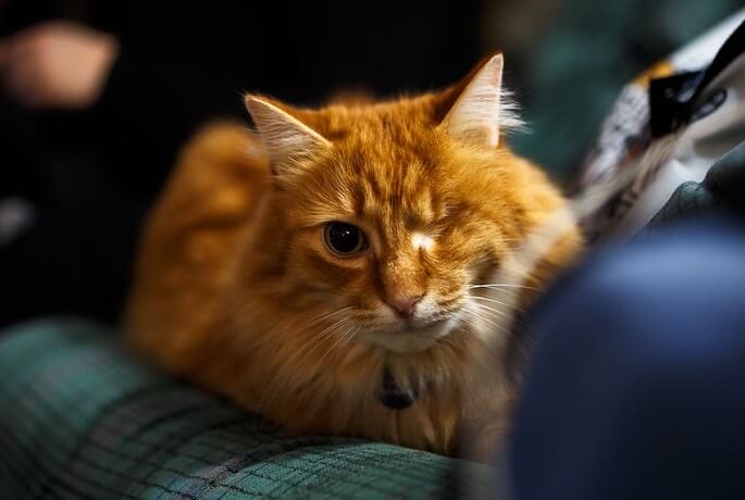 One Eyed Cat Names - Over 60 Inspiring Ideas for Naming Your Cat - PetPress