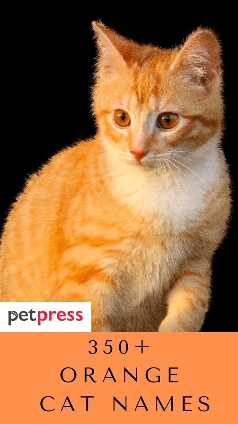 Orange Cat Names: 350 Best Names for Ginger Kittens - PetPress