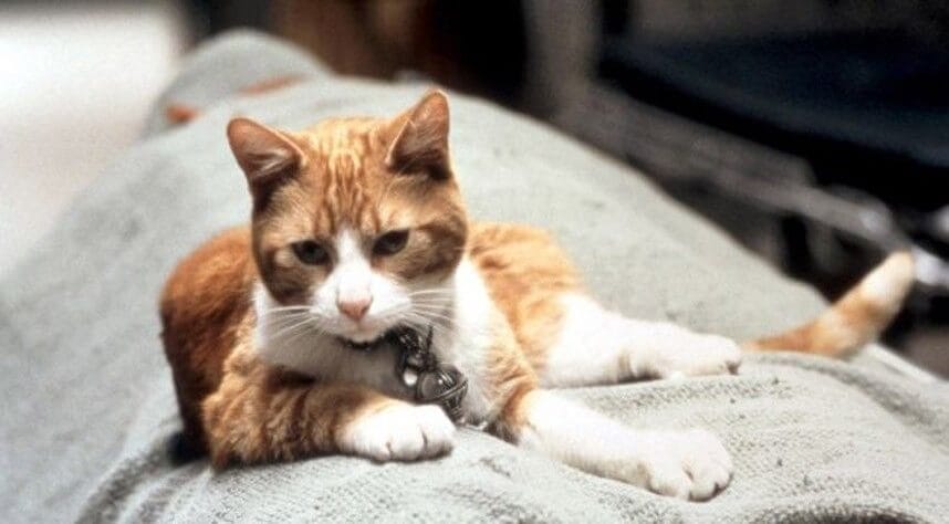 250+ Cat Names from Famous Movies, TV Shows, & Books