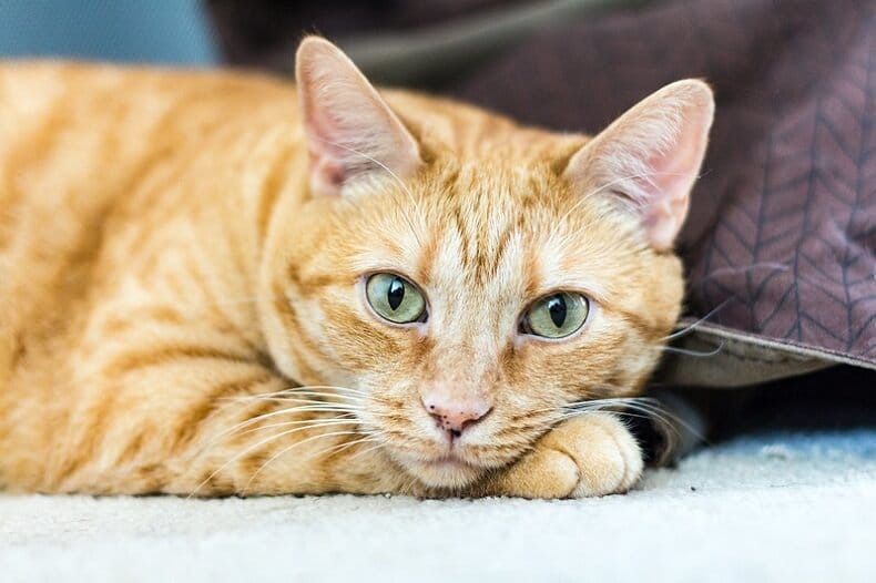 Orange Cat Names: 350 Best Names for Ginger Kittens - PetPress