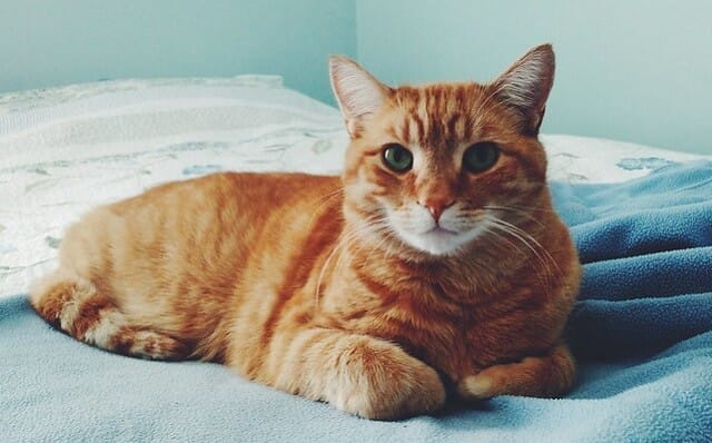 Best Orange Cat Name Ideas - PetPress