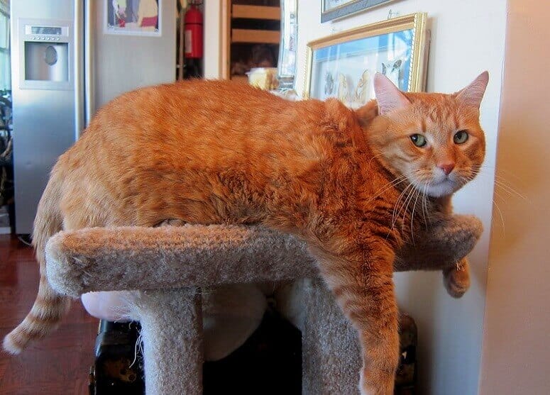 Fat Cat Names – 160 Cute & Funny Names for Your Fat Cat