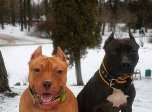 32 Strong and Tough Pit Bull Dog Names - PetPress