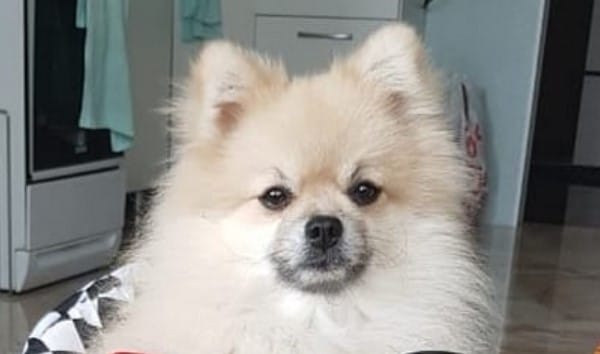 Dog Names Start With O - Popular Male And Female Dog Names