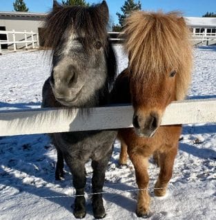 14 Interesting Facts About Ponies - Page 2 of 3 - PetPress