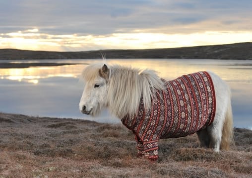 14 Interesting Facts About Ponies - PetPress