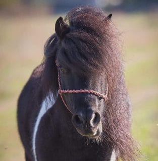 14 Interesting Facts About Ponies - PetPress