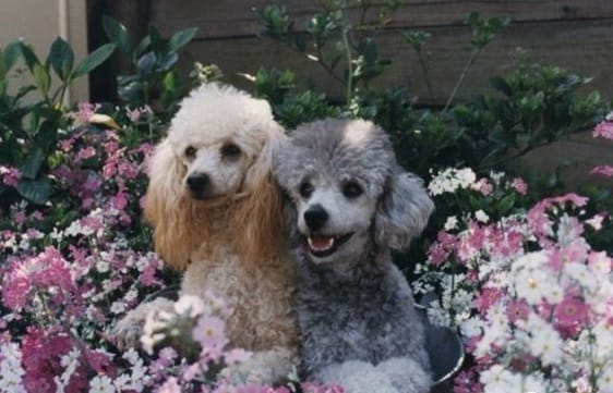 15 Photos Confirming That Poodles Love Flowers - PetPress