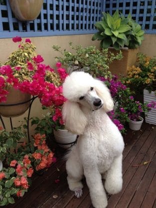 15 Photos Confirming That Poodles Love Flowers - Page 3 of 3 - PetPress
