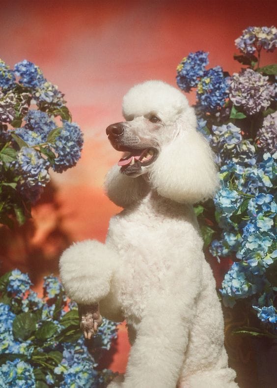 15 Photos Confirming That Poodles Love Flowers - PetPress