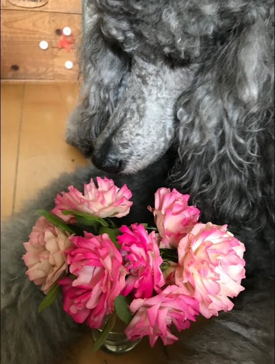 15 Photos Confirming That Poodles Love Flowers - PetPress