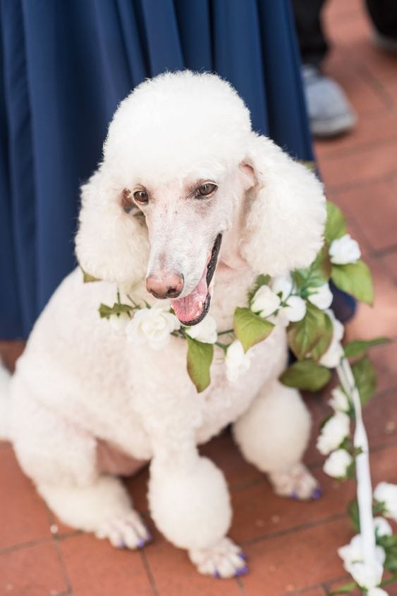 15 Photos Confirming That Poodles Love Flowers - PetPress