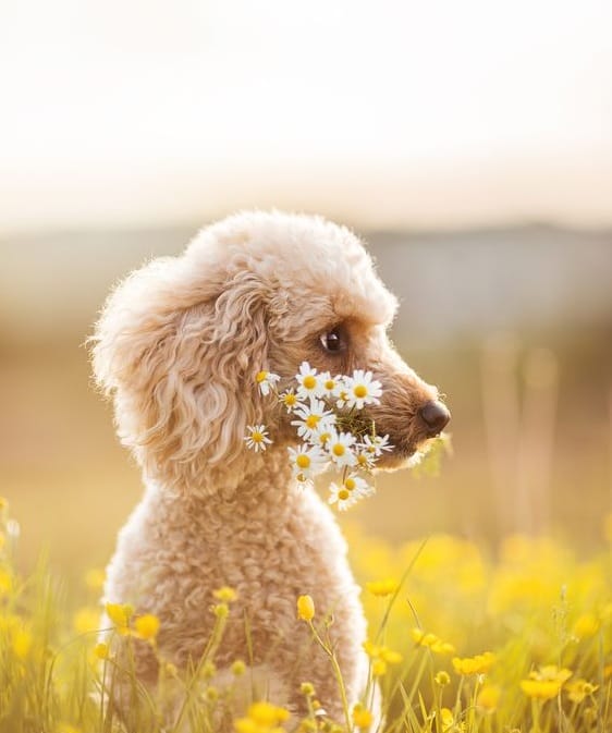 15 Photos Confirming That Poodles Love Flowers - PetPress
