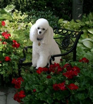 15 Photos Confirming That Poodles Love Flowers - Page 2 of 3 - PetPress