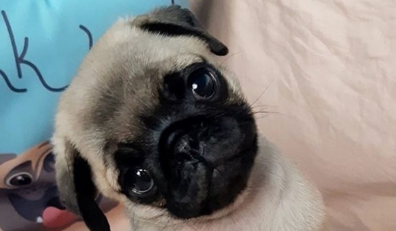 Dog Names That Start With Z - Popular Male & Female Dog Names With Z