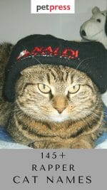 145 Rapper Cat Names - Hip Hop Inspired Cat Names - PetPress