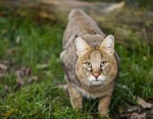 Top 7 Most Dangerous Cat Breeds - PetPress