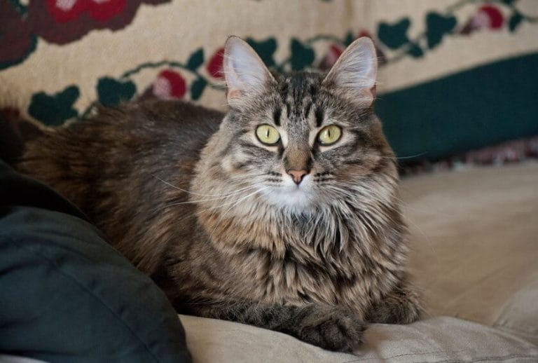 320 Regal Cat Names for Your Kitten - PetPress