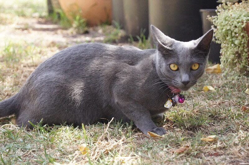 Best 250 Russian Blue Cat Names That Are Cute To Inspire You