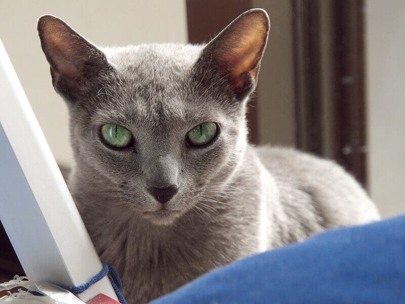 Best 250 Russian Blue Cat Names That Are Cute To Inspire You