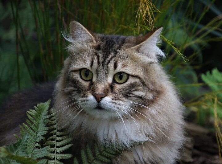 120 Greatest Siberian Cat Names - PetPress