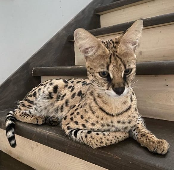 Top 18 Most Expensive Cat Breeds in The World You Should Know