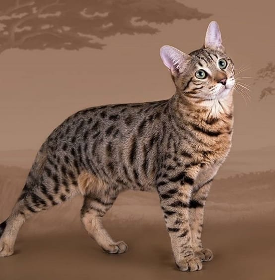 Top 7 Most Dangerous Cat Breeds - PetPress