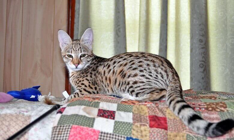 Top 90 African Cat Names & Meanings - Exotic Names for Your Kitten ...