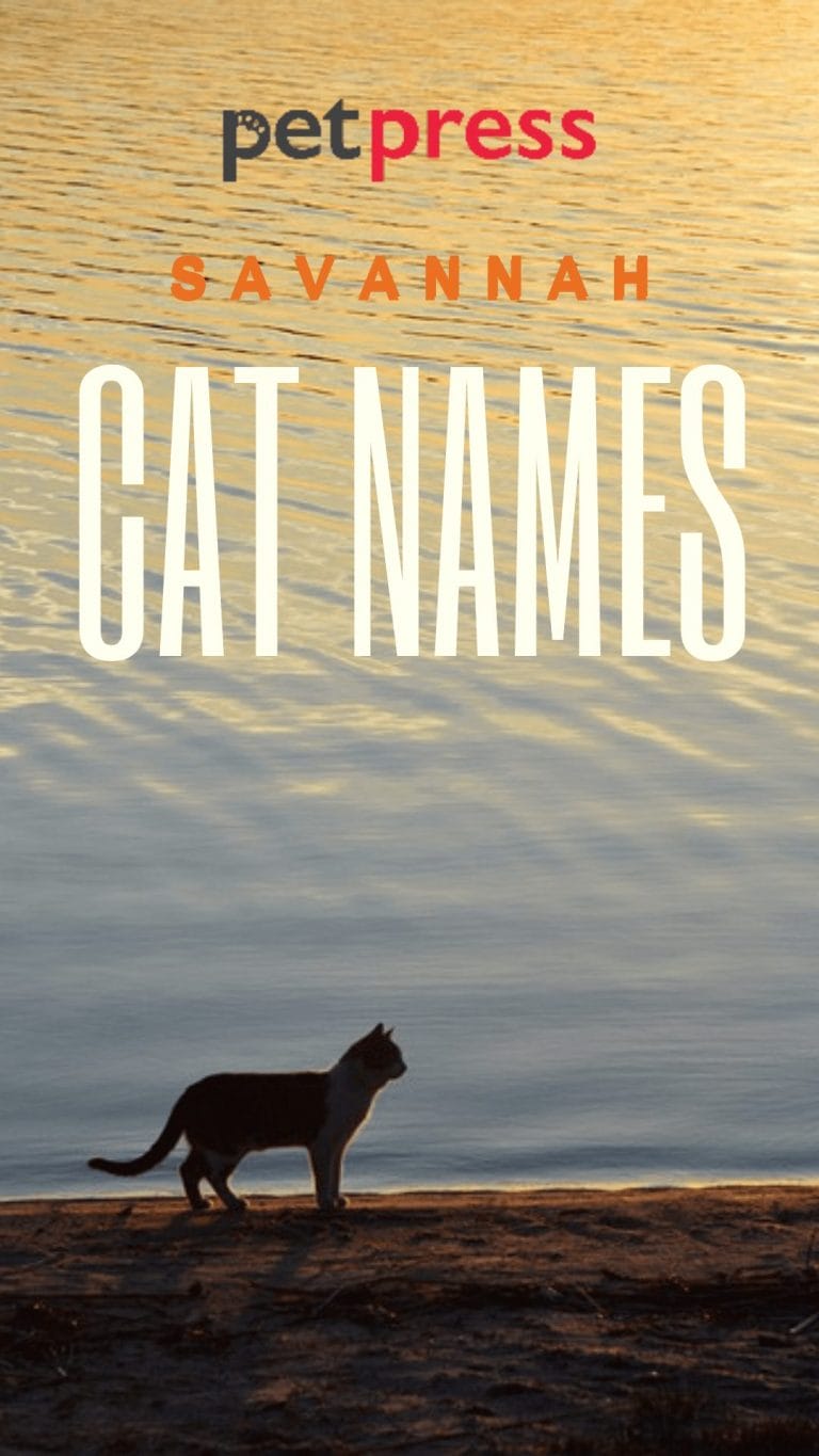 250 Savannah Cat Names - Unique Name Ideas For Exotic Savannah Cats