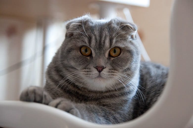 Best 270 Scottish Fold Cat Names For Your Adorable Kitten