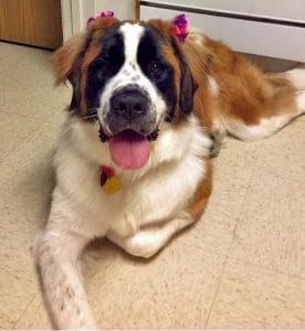 Top 10 Kind And Friendly Dog Breeds - PetPress