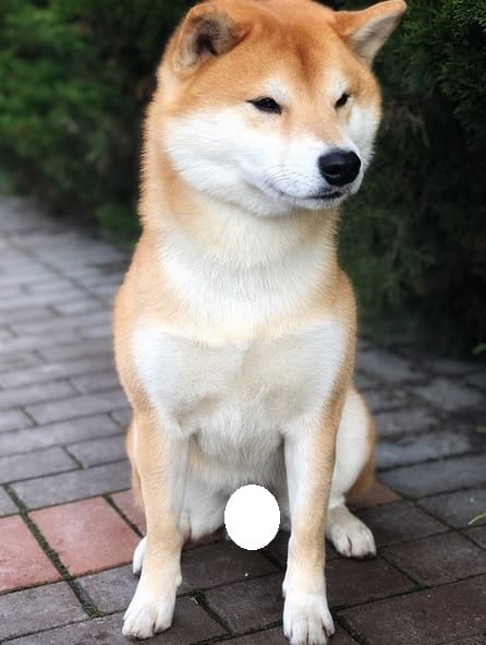 79 Female Shiba Inu Dog Names with Meanings - PetPress