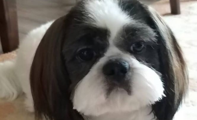 Dog Names Start With G - Popular Male And Female Dog Names