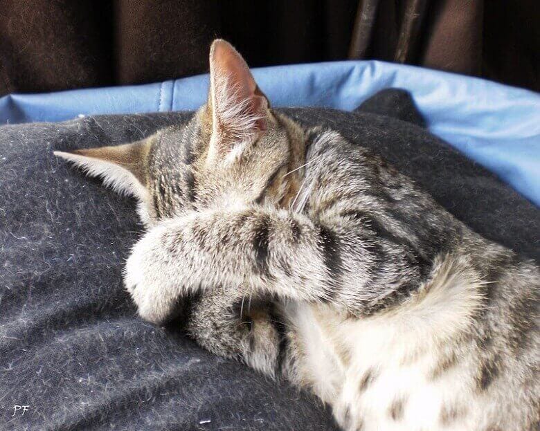 Top 100 Shy Cat Names For Your Shy Cute Kitten