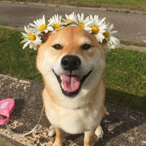 15 Photos Confirming That Shiba Inu Love Flowers - PetPress