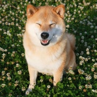 15 Photos Confirming That Shiba Inu Love Flowers - PetPress
