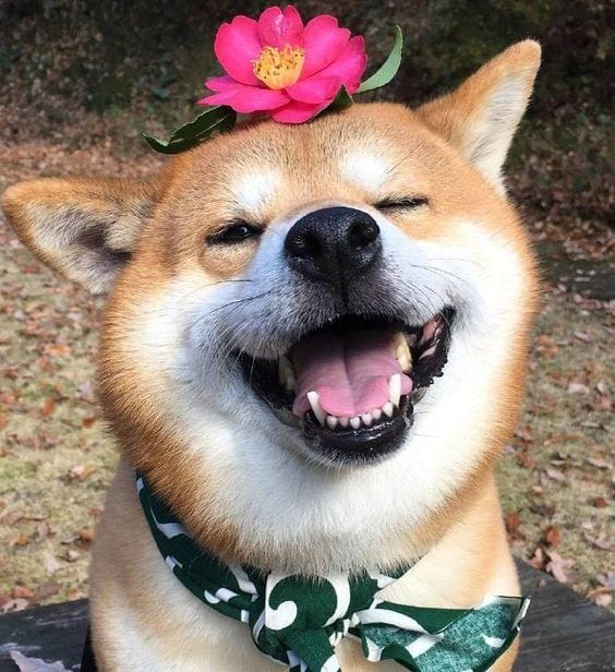 15 Photos Confirming That Shiba Inu Love Flowers - PetPress