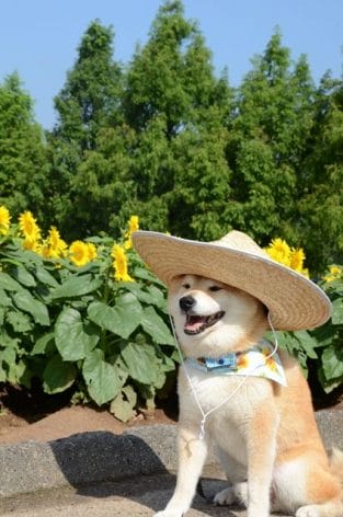 15 Photos Confirming That Shiba Inu Love Flowers - Page 2 of 3 - PetPress