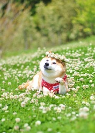 15 Photos Confirming That Shiba Inu Love Flowers - Page 2 of 3 - PetPress