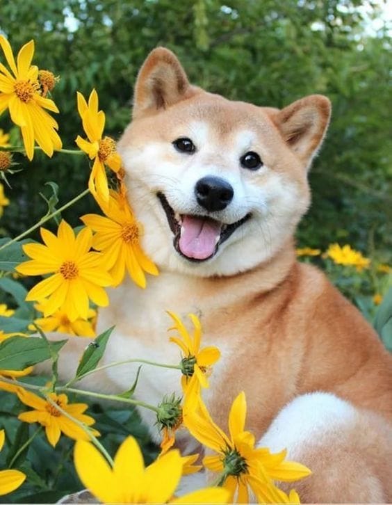 15 Photos Confirming That Shiba Inu Love Flowers - PetPress
